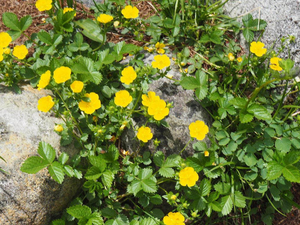 上高地（二）田代池と大正池上高地（二）田代池と大正池 - 山紫水明の日本